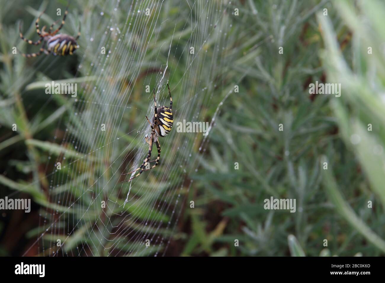 A Wasp Spider (Argiope bruennichi) in its web on the island of Santa ...