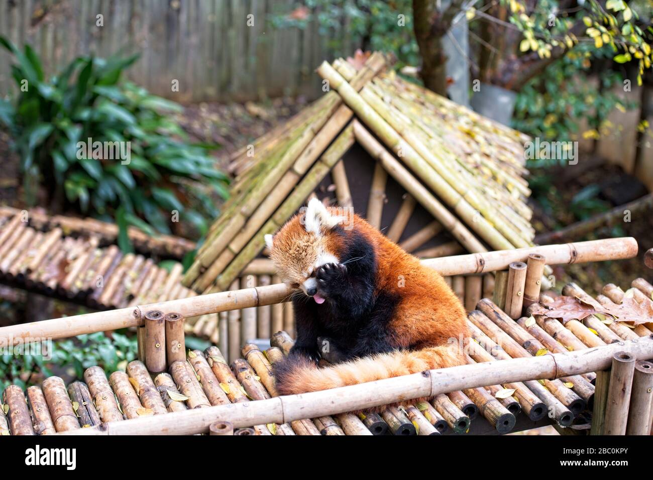 A Red Panda relaxing in the sun at the Atlanta, Zoo in Atlanta, Georgia ...