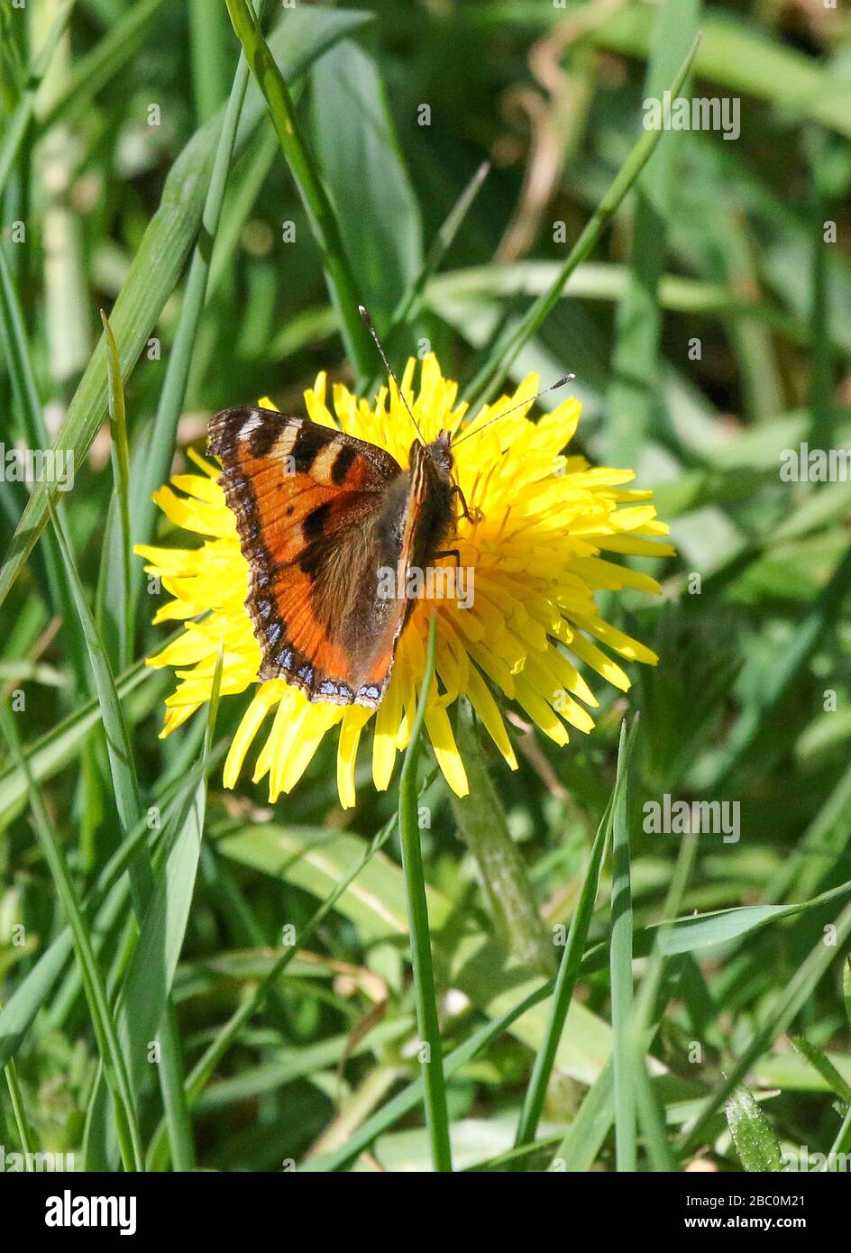 Magheralin, County Armagh, Northern, Ireland. 02nd Apr, 2020. UK ...