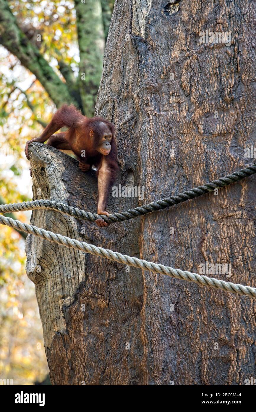 Monkey swinging tree hi-res stock photography and images - Alamy