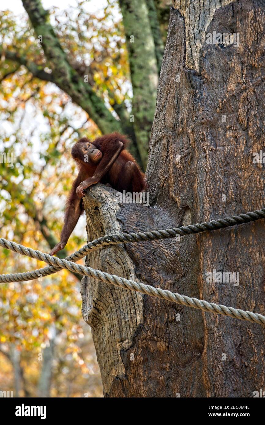Monkey swinging tree hi-res stock photography and images - Alamy