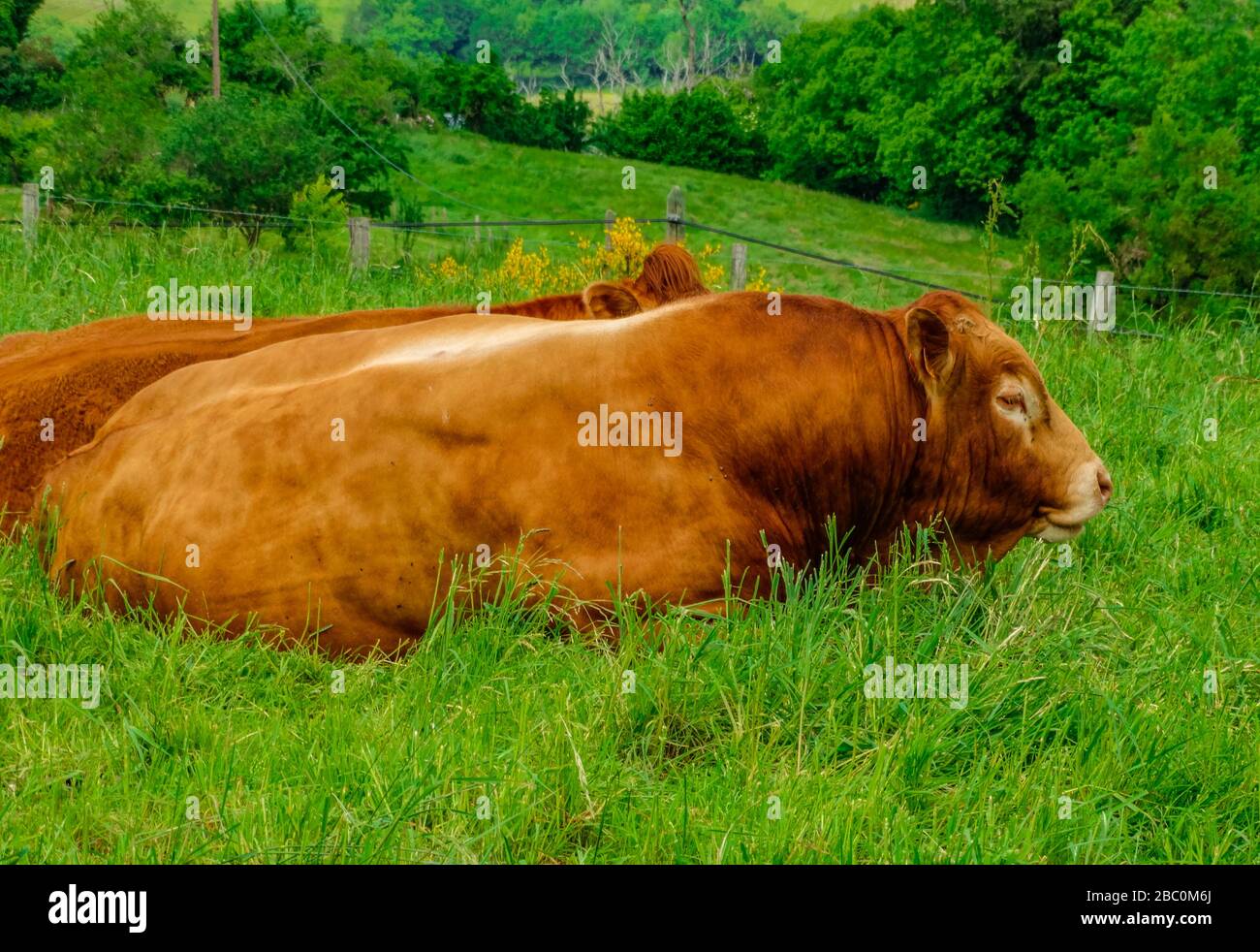 Limousine cows hi-res stock photography and images - Alamy
