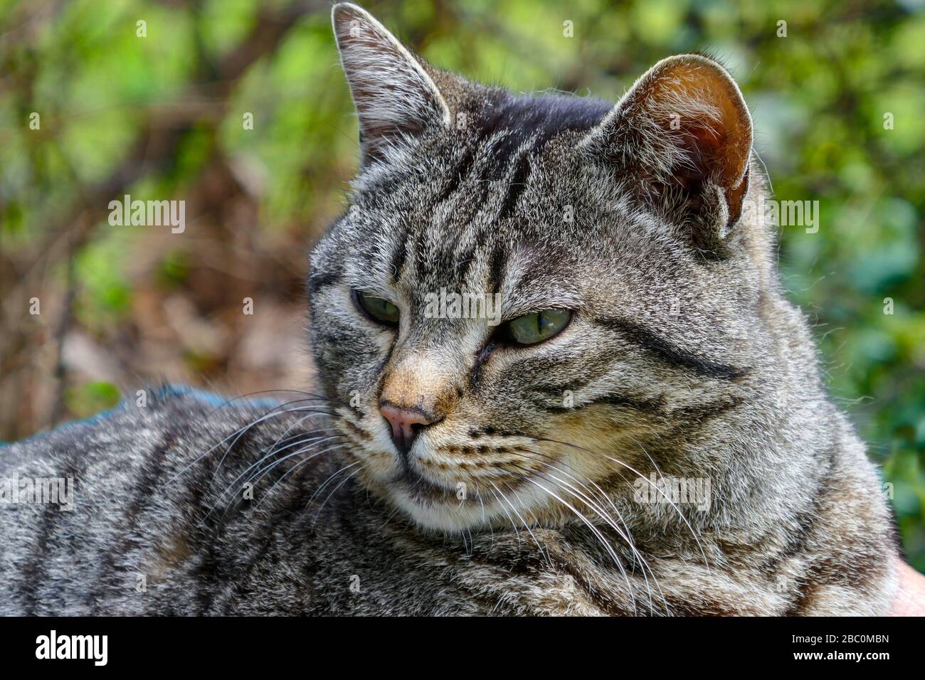 Brindle cat hi-res stock photography and images - Alamy