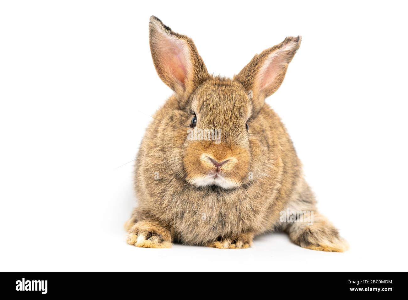 Furry and fluffy cute red brown rabbit erect ears are sitting look in ...