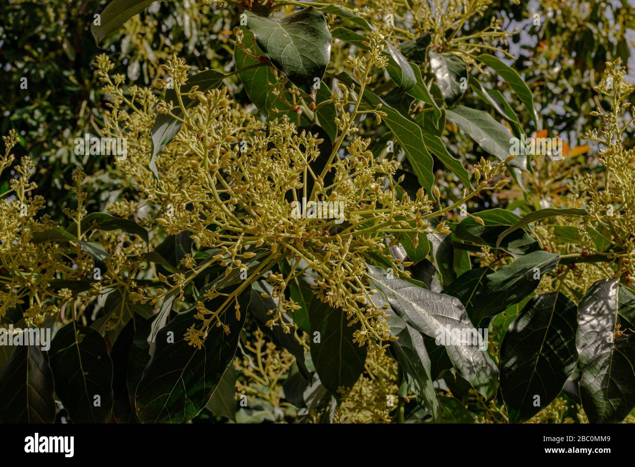Avocado tree blooming (Persea americana Stock Photo - Alamy