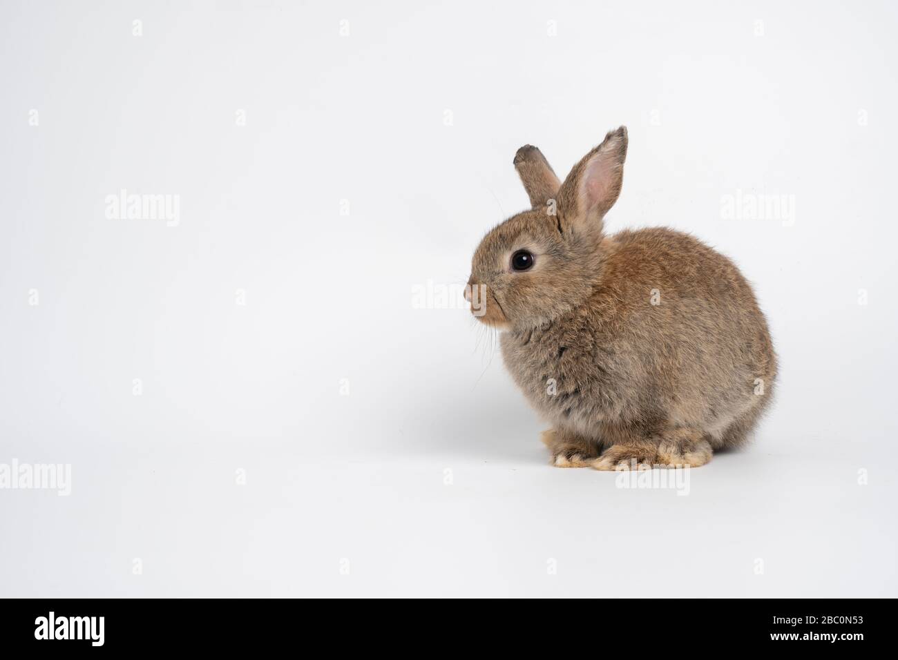 Furry and fluffy cute red brown rabbit erect ears are sitting look in ...