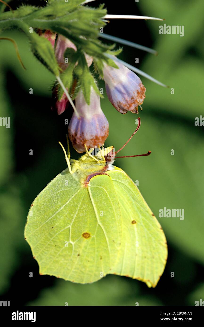 Lemon tree insects hi-res stock photography and images - Alamy