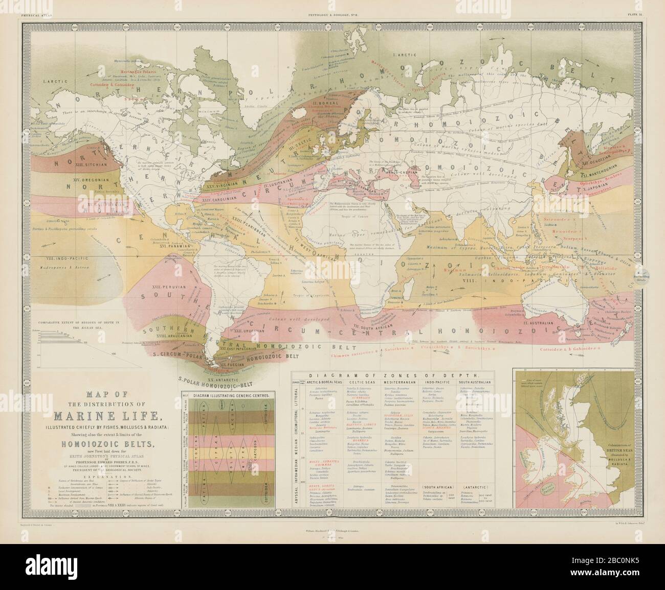 World Marine Life distribution. Fish molluscs radiata. Homoiozoic belts ...