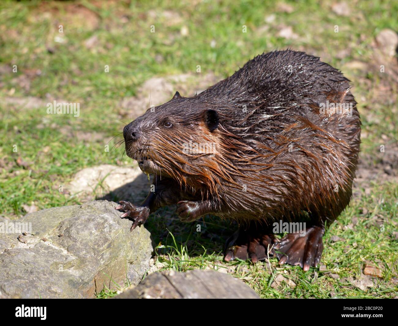 Beaver profile hi-res stock photography and images - Alamy