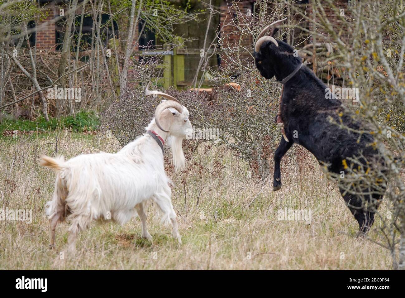 Rowan Drive, Godalming. 02nd April 2020. A dry but mild day across the ...