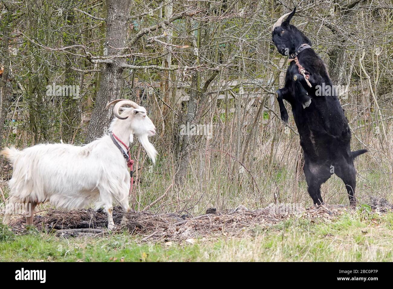 Rowan Drive, Godalming. 02nd April 2020. A dry but mild day across the ...