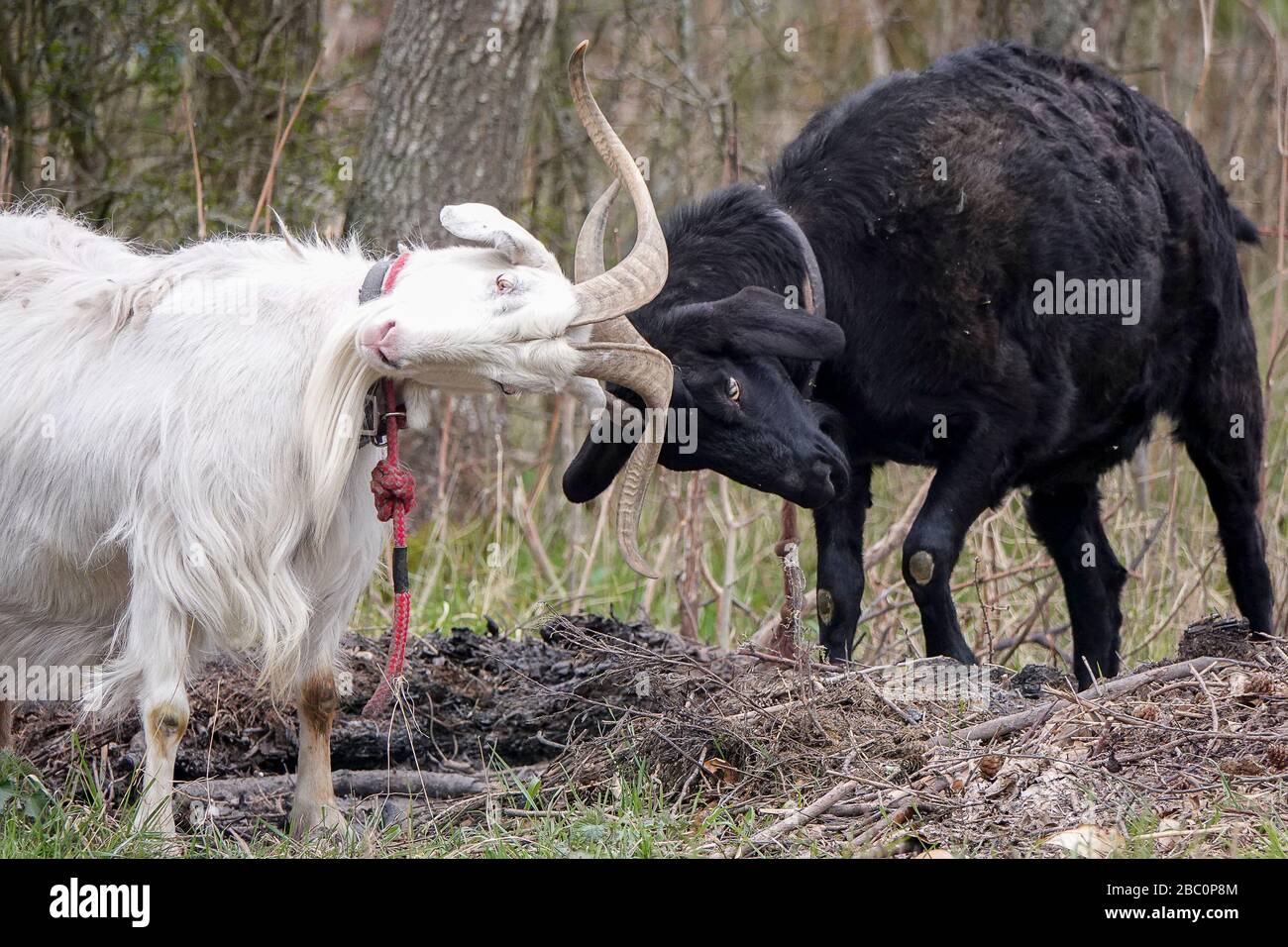Rowan Drive, Godalming. 02nd April 2020. A dry but mild day across the ...