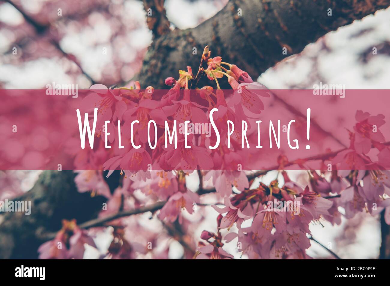 Cherry blossoming in the sunshine with Welcome Spring wording. Spring ...
