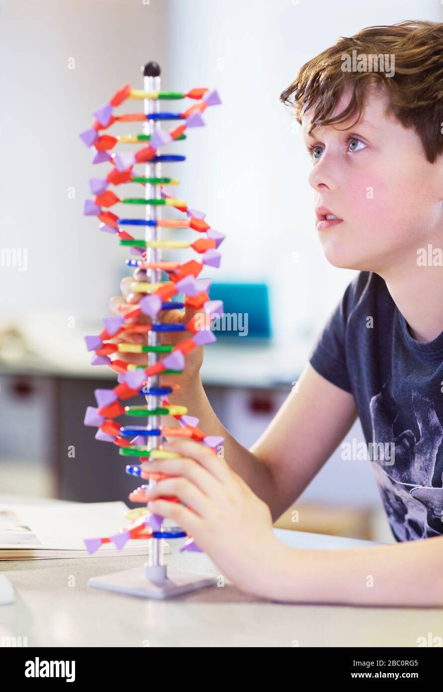 Dna Model Project