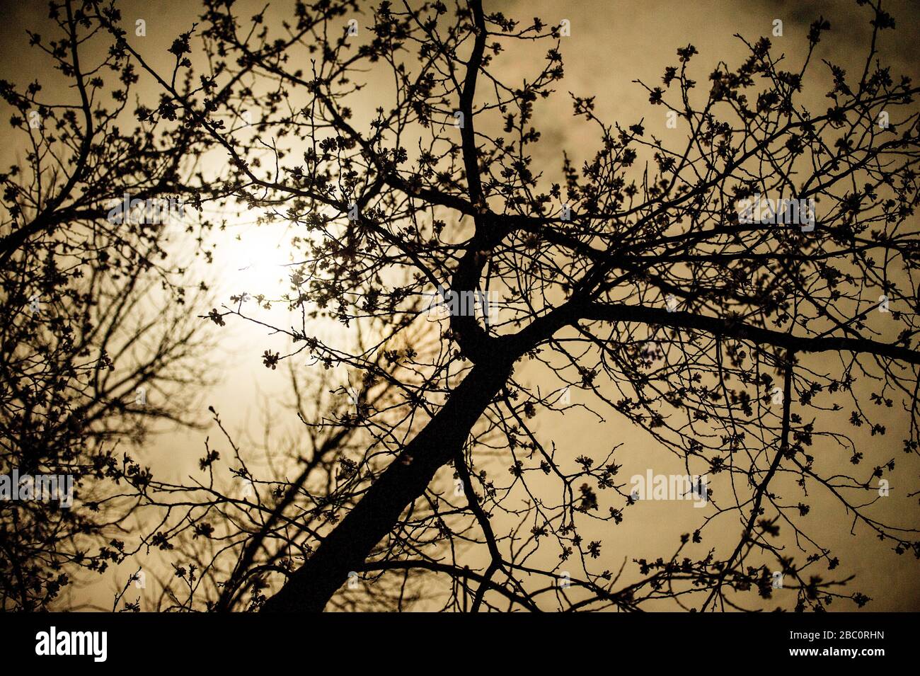 Shafts of Sunlight. Tree and sun through the branches Stock Photo - Alamy