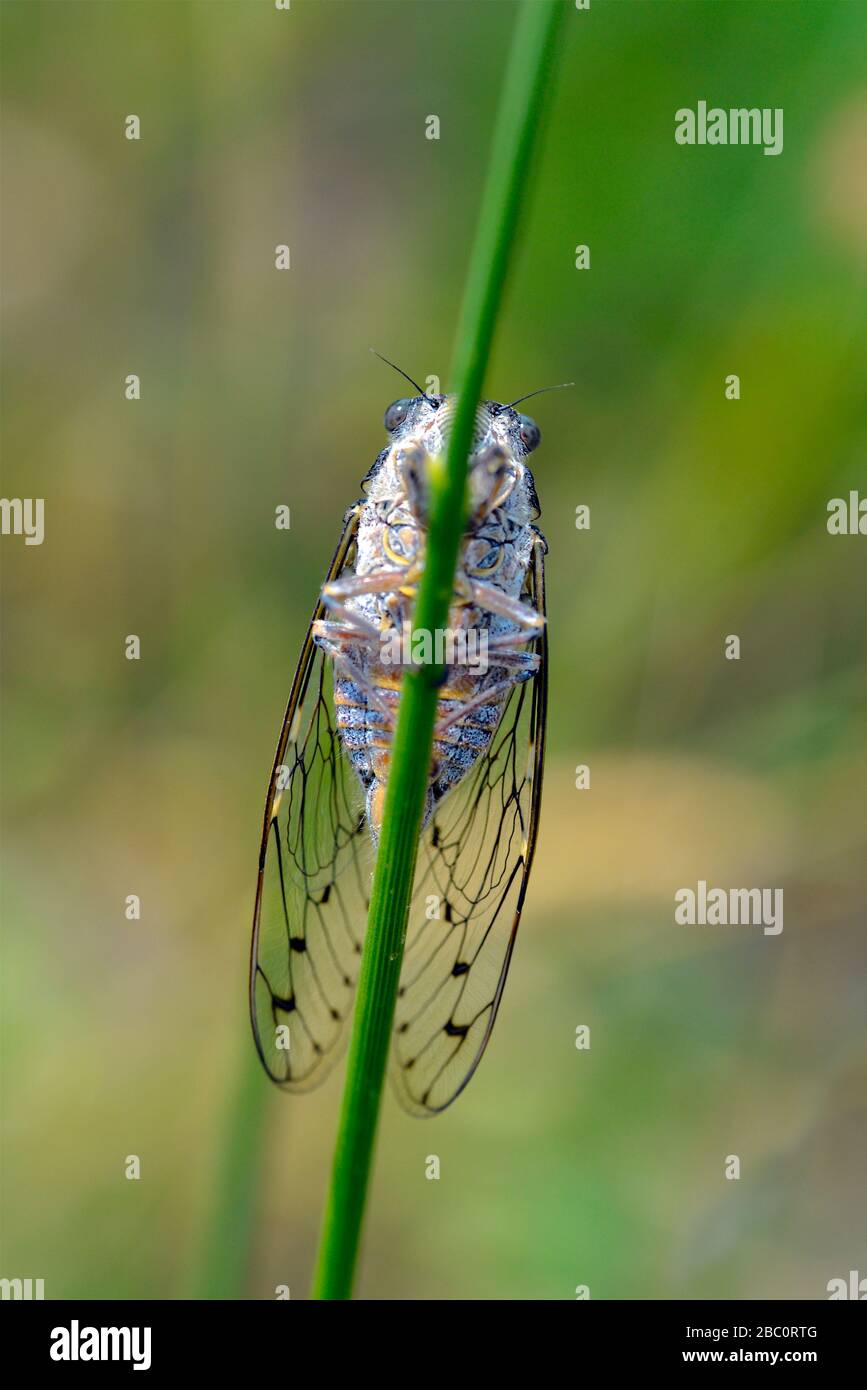 Cicada orni hi-res stock photography and images - Alamy
