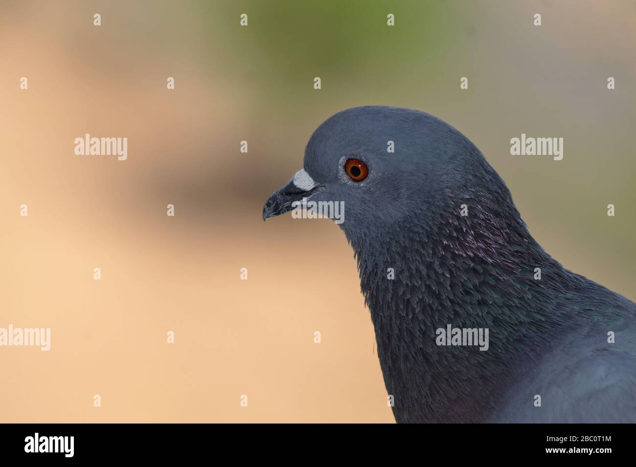 Close-up of Rock-dove pigeon/common pigeon/columba livia Stock Photo ...