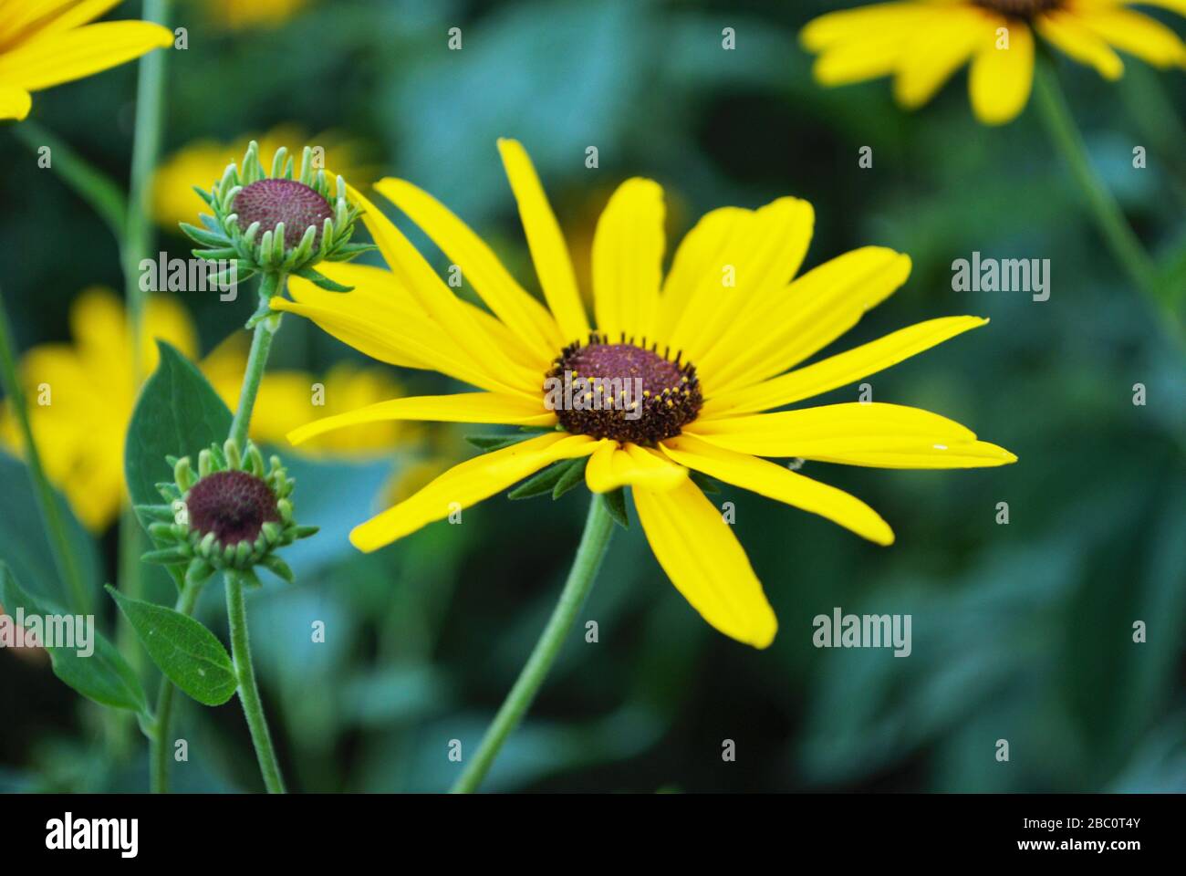 Close up of a black eyed susan daisy flower in my backyard garden Stock ...