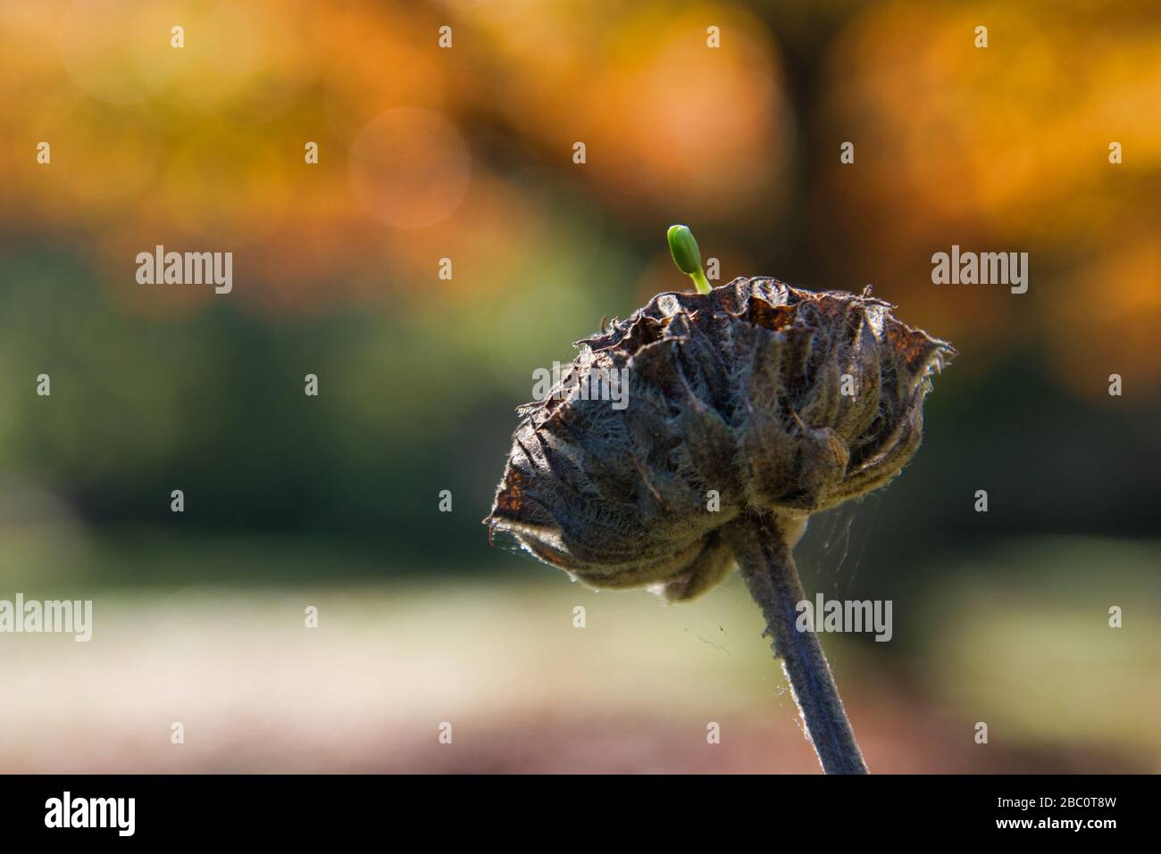 From the dead head of a plant, a new seedling sprouts and grows Stock ...