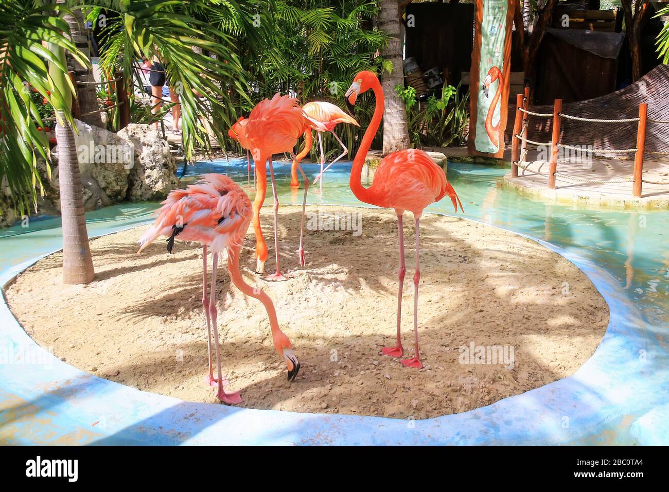 American flamingos in a small enclosure at Costa Maya cruise ship ...