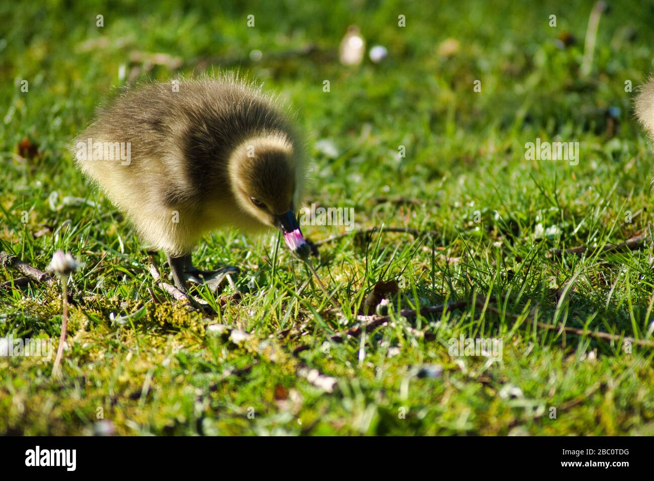 Gosling flower hi-res stock photography and images - Alamy