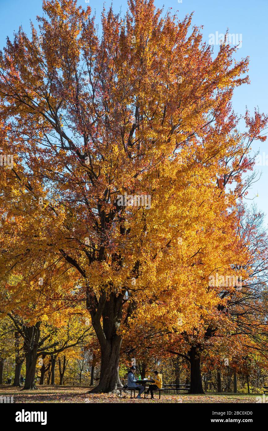 Picnic table in park beneath hi-res stock photography and images - Alamy