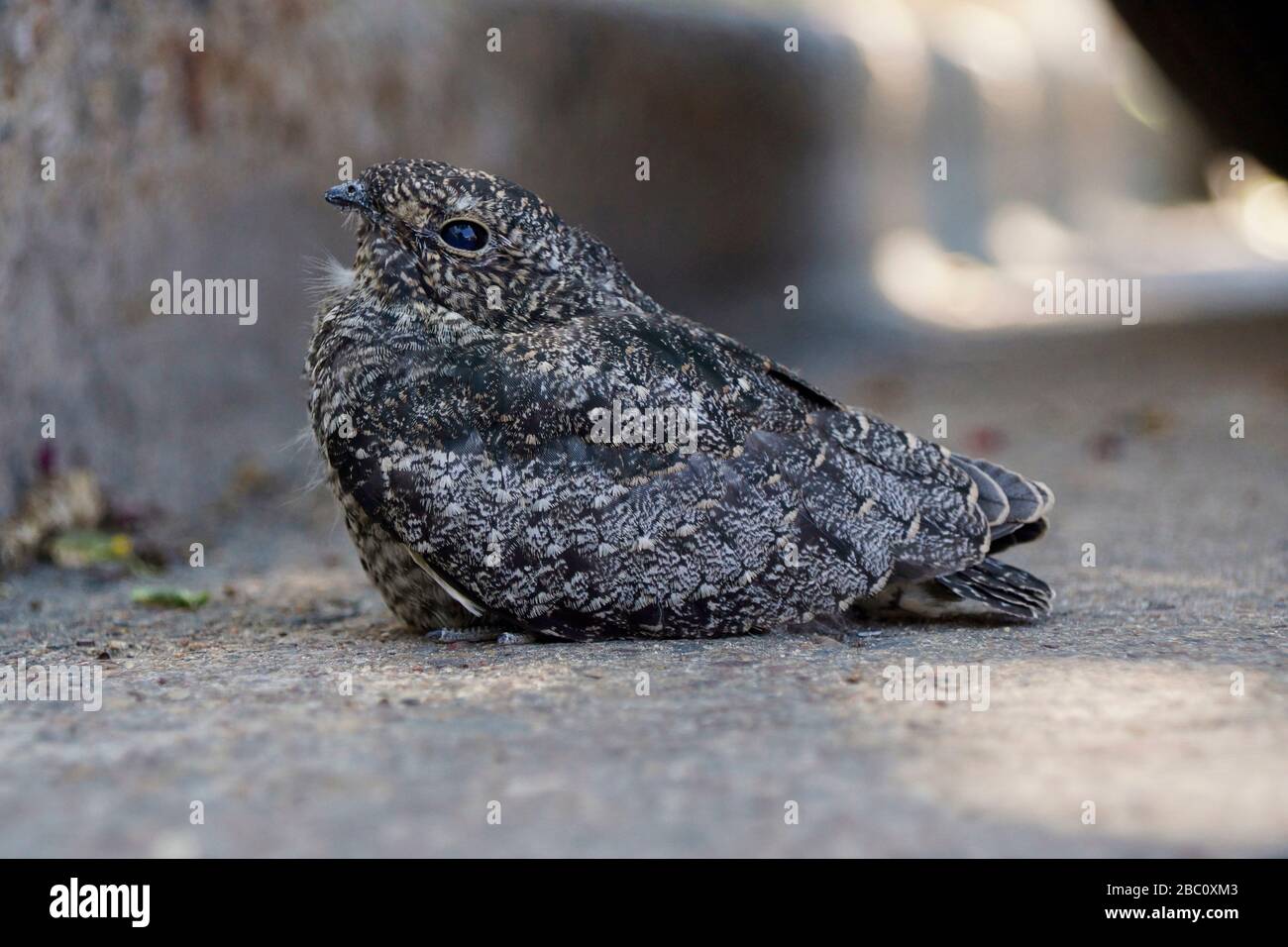 Nightjar texas hi-res stock photography and images - Alamy