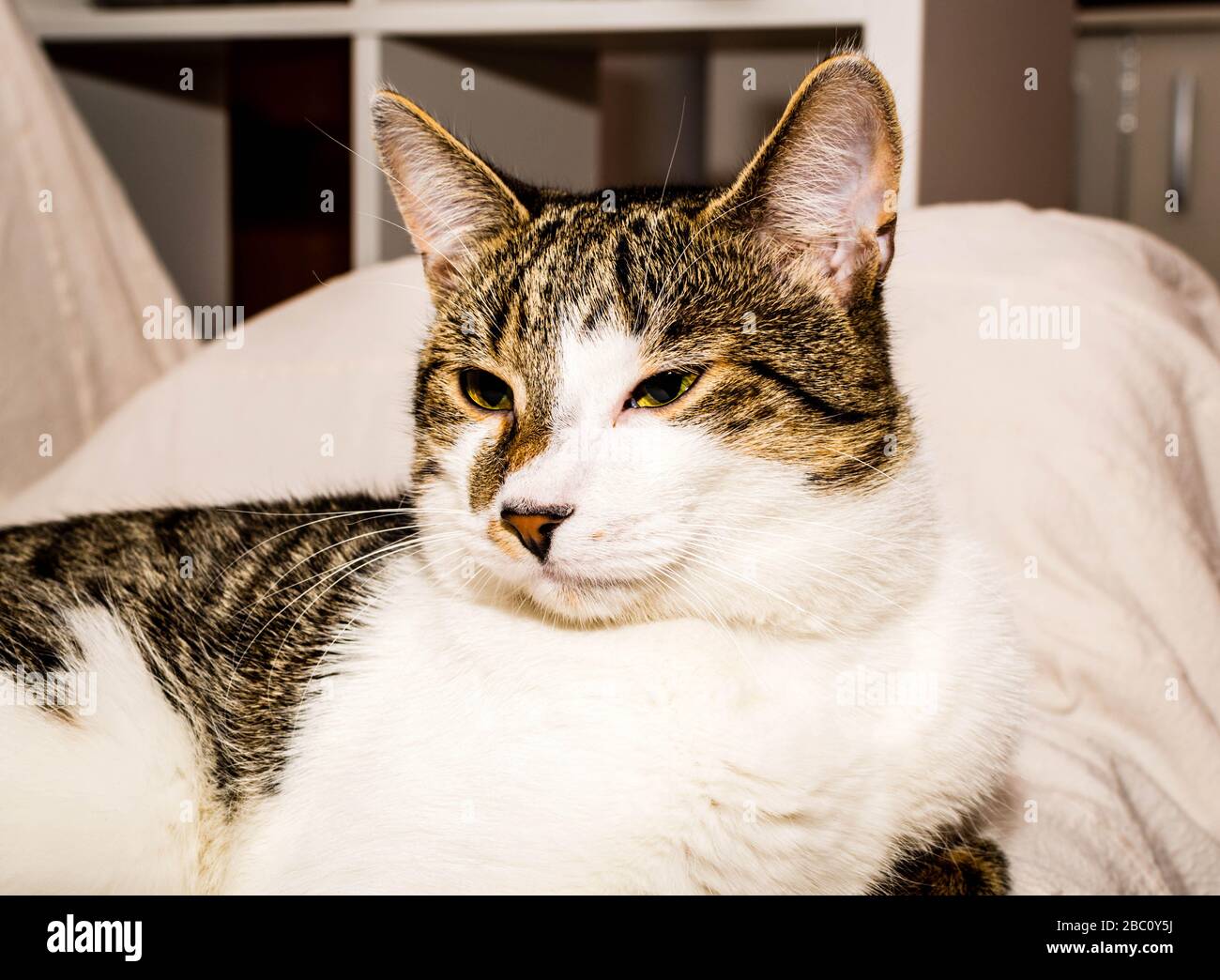 Cat fur ball hi-res stock photography and images - Alamy
