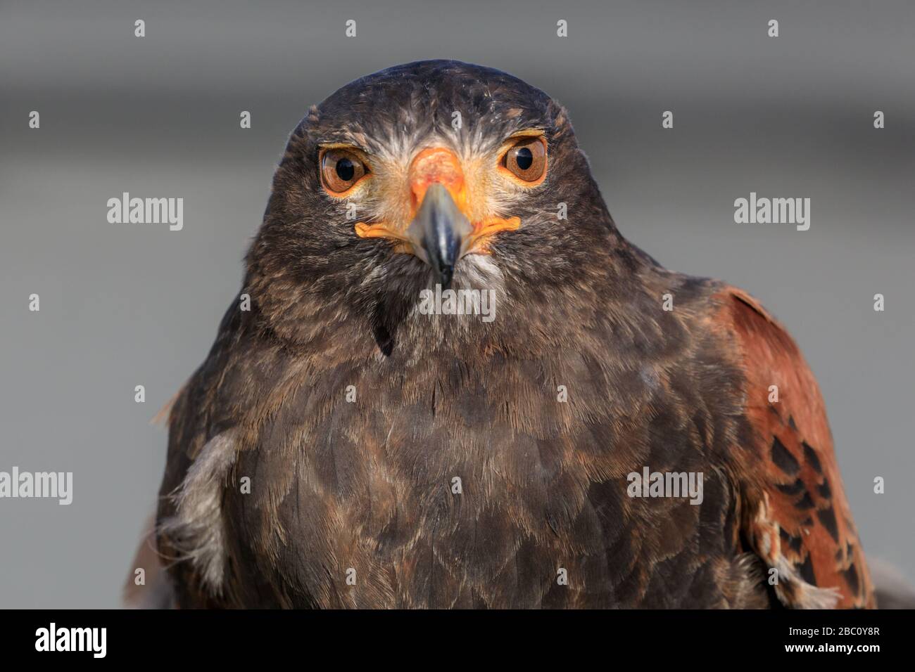 Female harris's hawk (Parabuteo unicinctus), also husky hawk or peuco ...