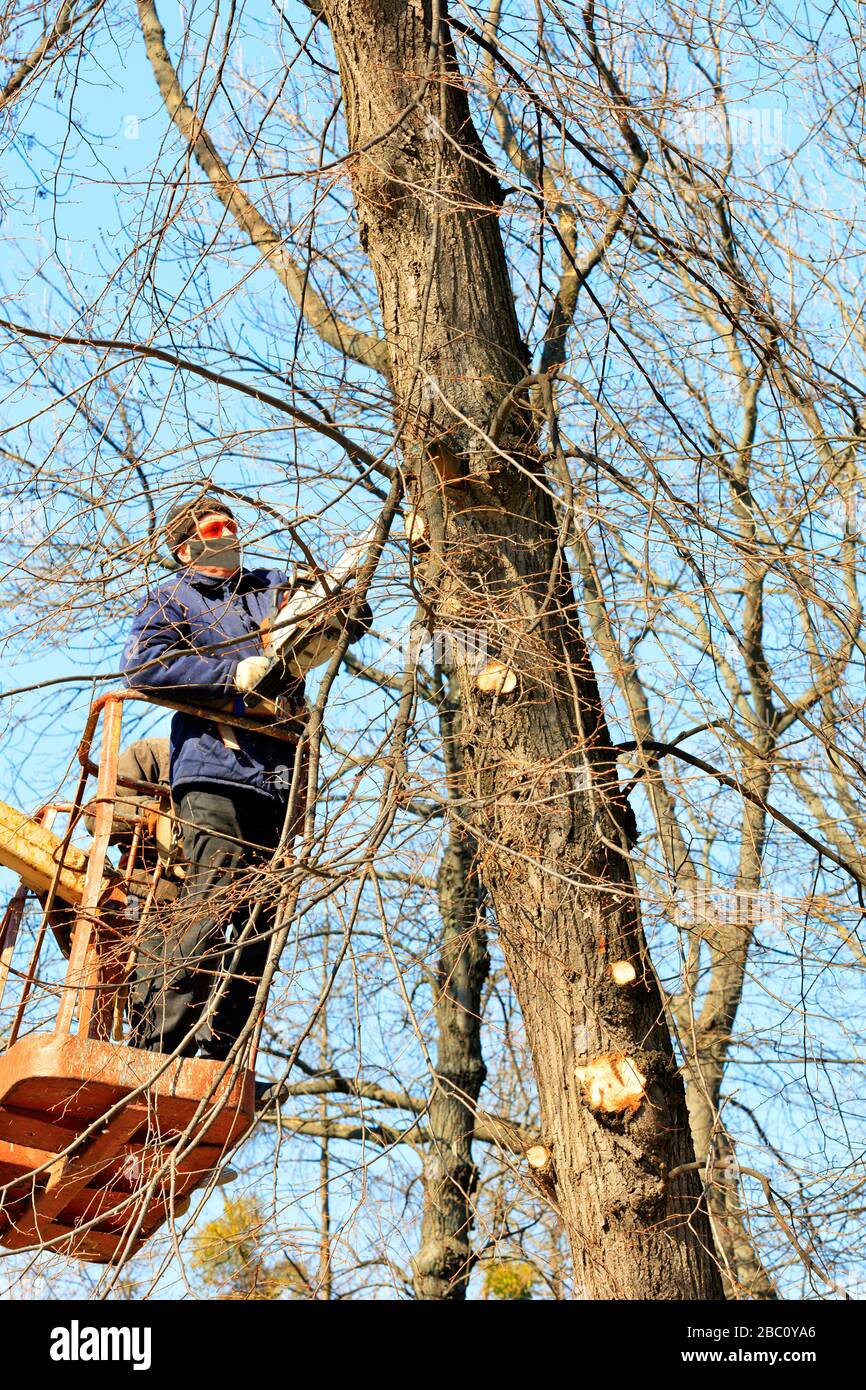 A team of forestry workers do sanitary pruning of trees in a city park ...