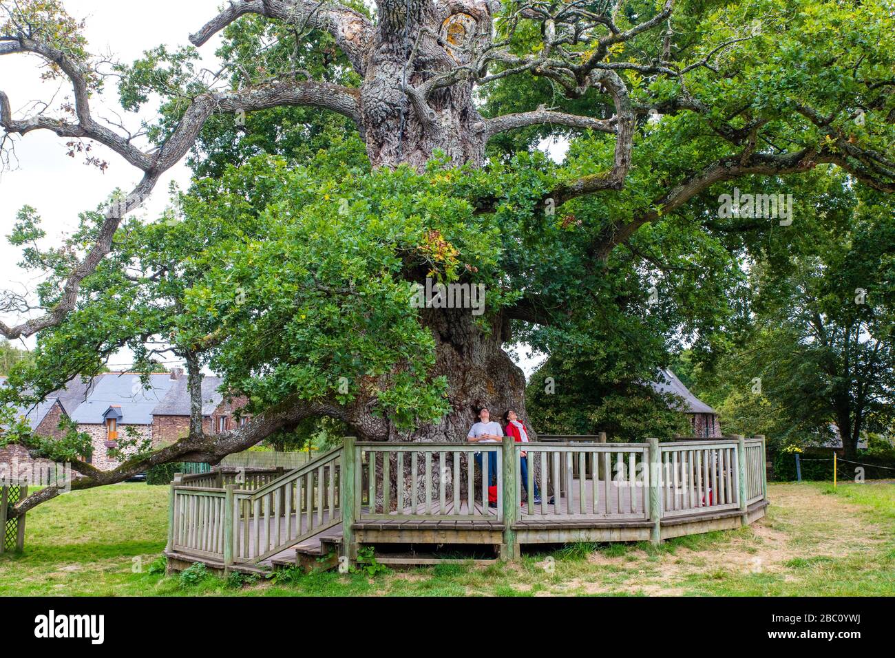 GUILLOTIN'S OAK, REMARKABLE SEVERAL HUNDRED-YEAR-OLD TREE NAMED AFTER ...
