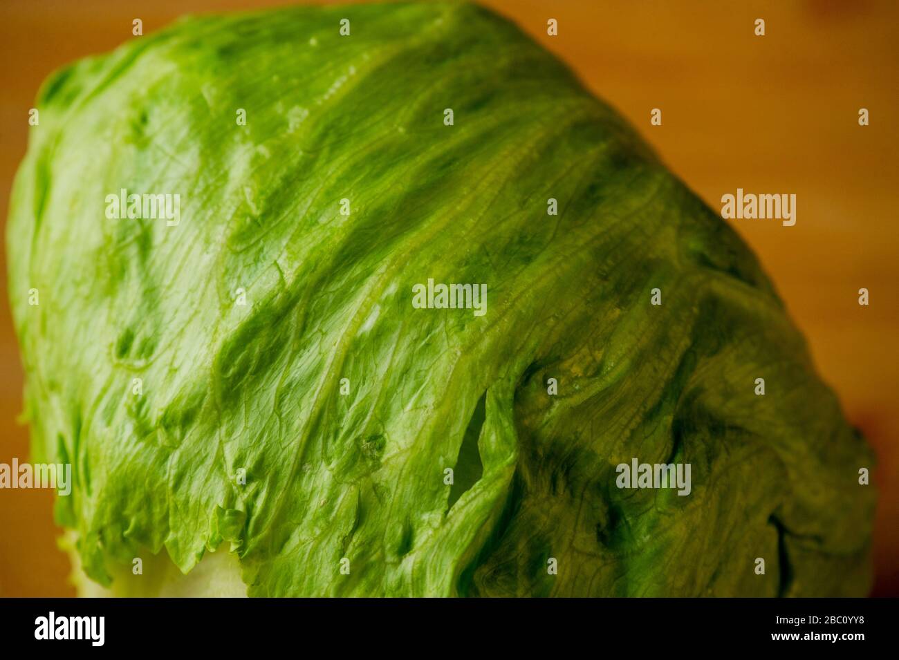 Green Iceberg lettuce. Cabbage iceberg. Greens, vegetarianism, cabbage ...