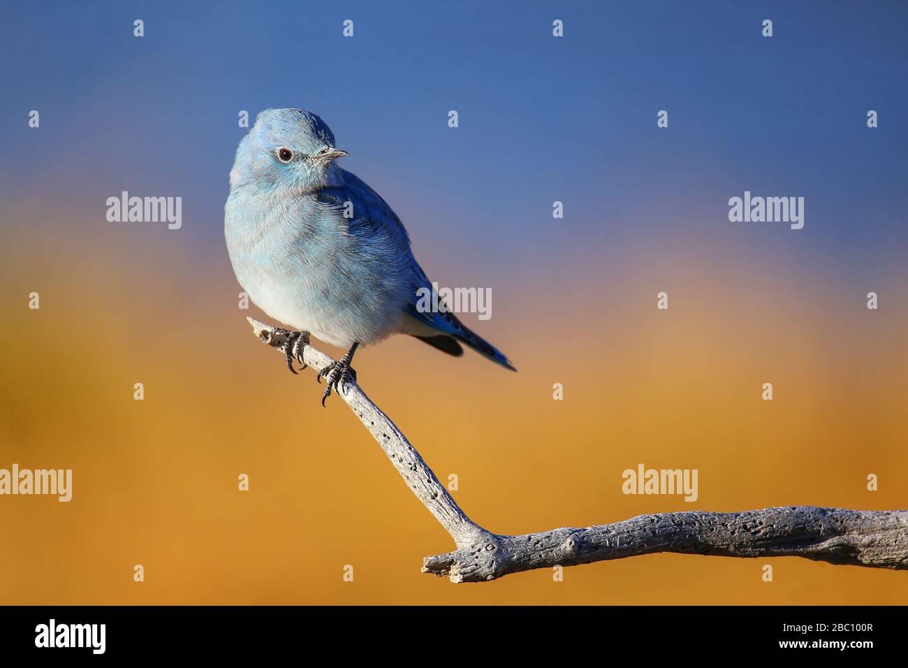 Male mountain bluebird (Sialia currucoides) sitting on a stick Stock ...