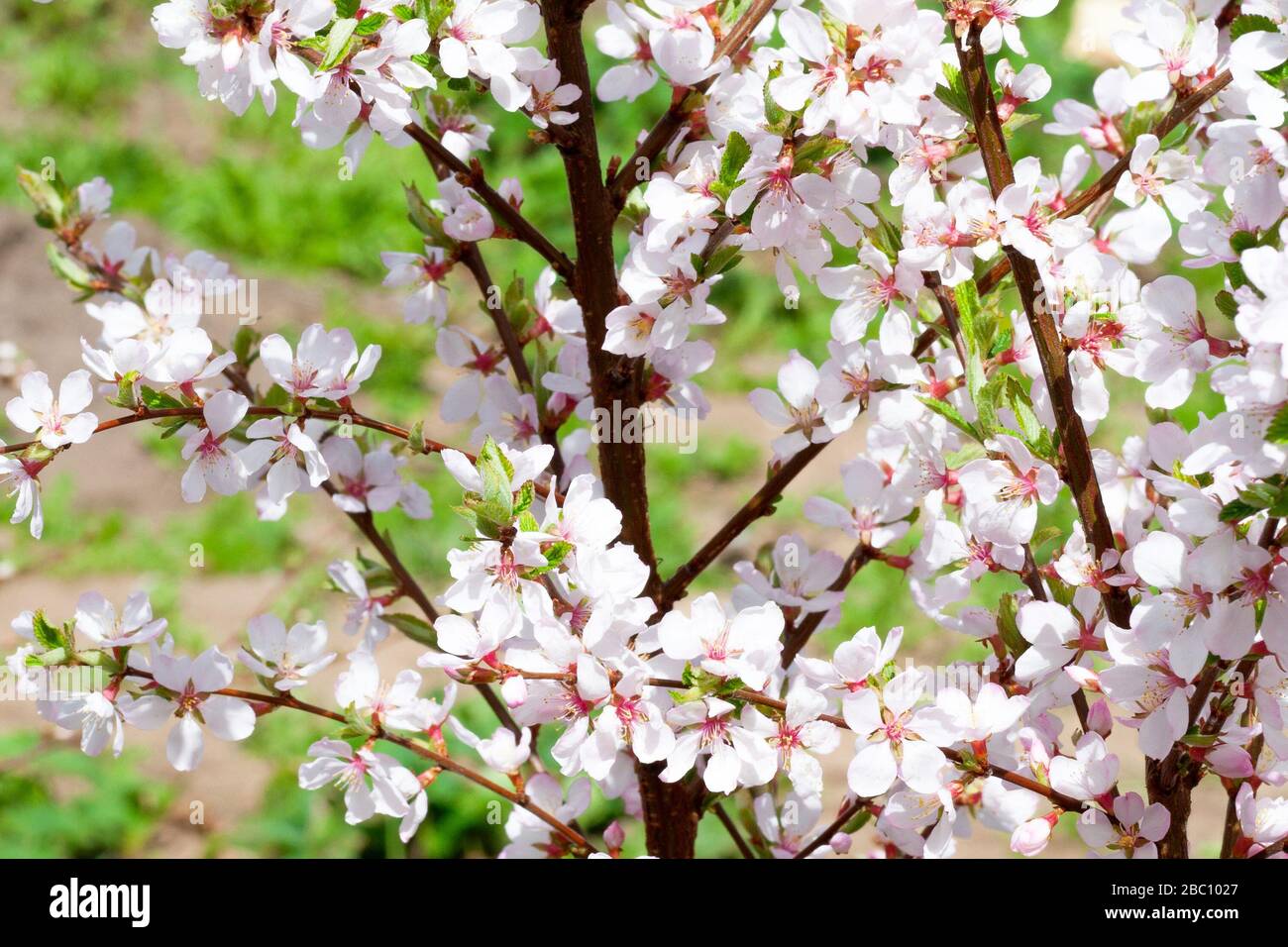 Closeup cherry spring tree hi-res stock photography and images - Alamy