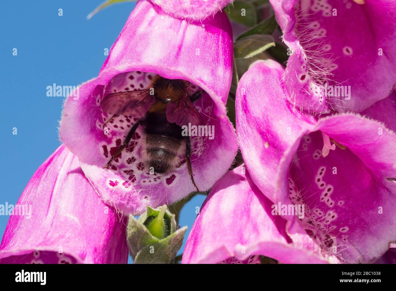 Gartenhummel insekten hi-res stock photography and images - Alamy