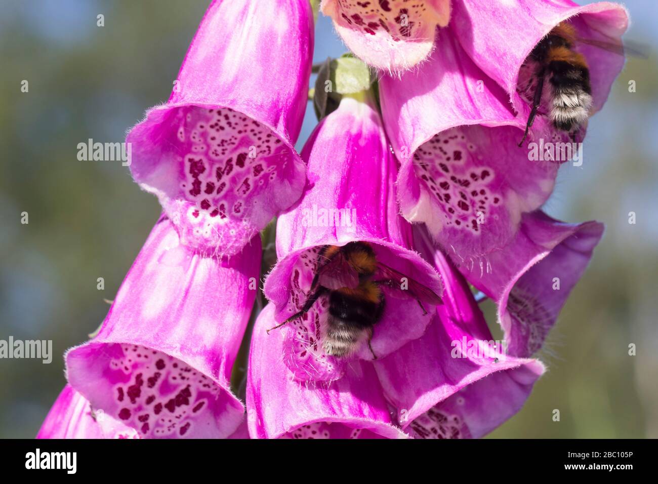 Gartenhummel, Garten-Hummel, Blütenbesuch an Fingerhut, Hummel kriecht ...
