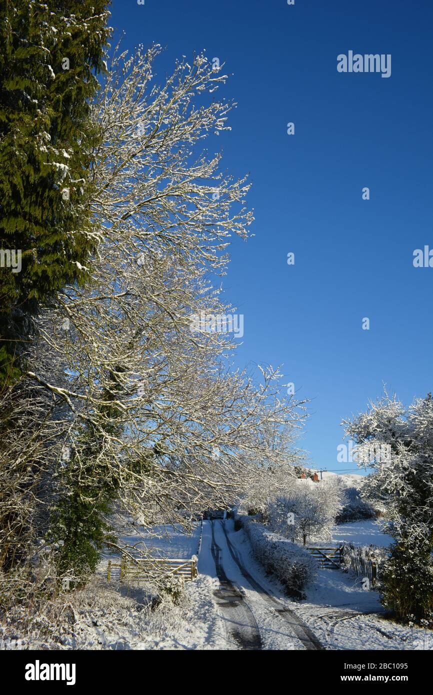 Clear blue sky behind snow-covered trees in the English countryside in ...