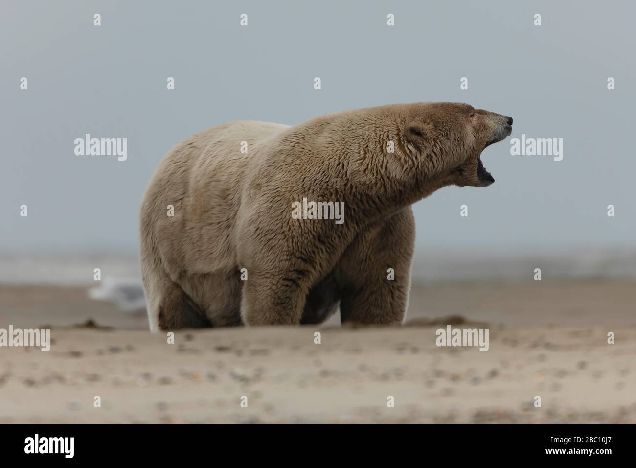 Fat Albert takes a big yawn. ALASKA, USA: PHOTOGRAPHER snaps a TEN ...