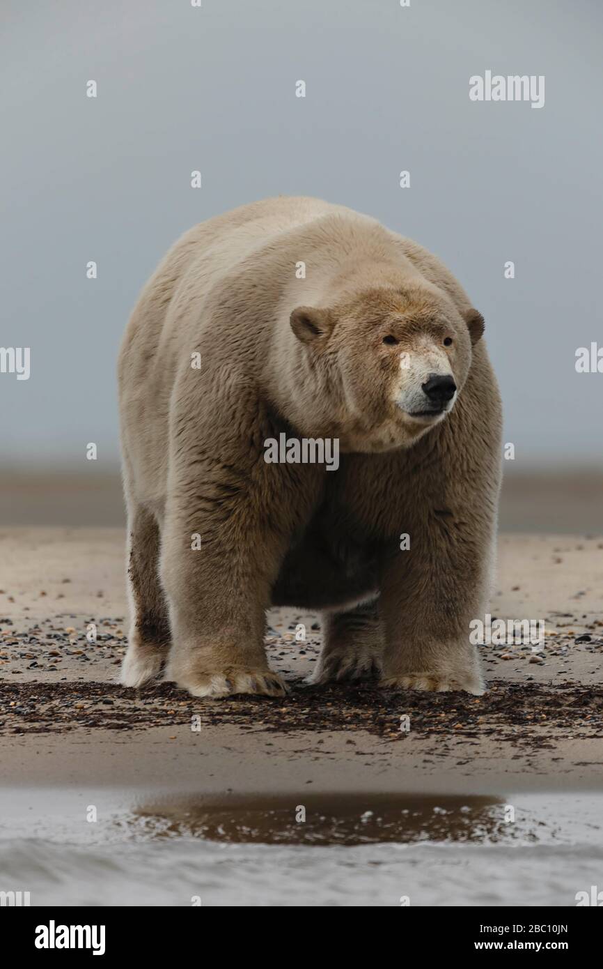 Fat Albert postures in front of a pool of water. ALASKA, USA ...