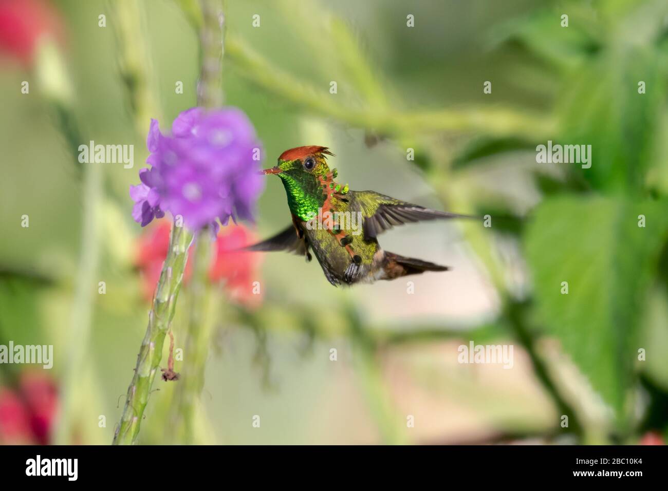 A tiny Tufted Coquette hummingbird feeding on a purple Vervain flower ...