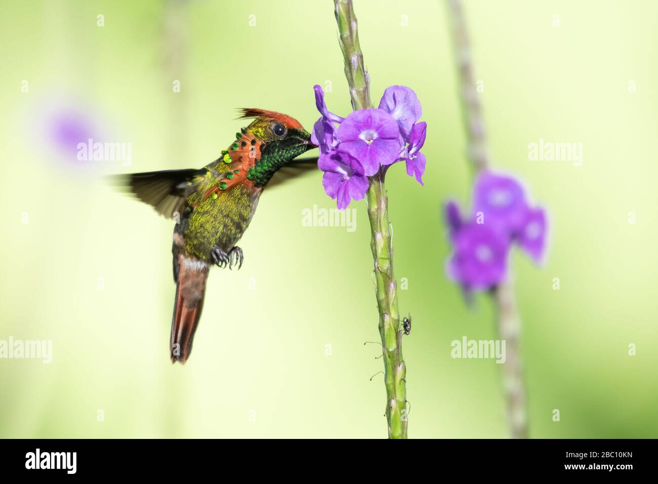 A tiny Tufted Coquette hummingbird feeding on a purple Vervain flower ...