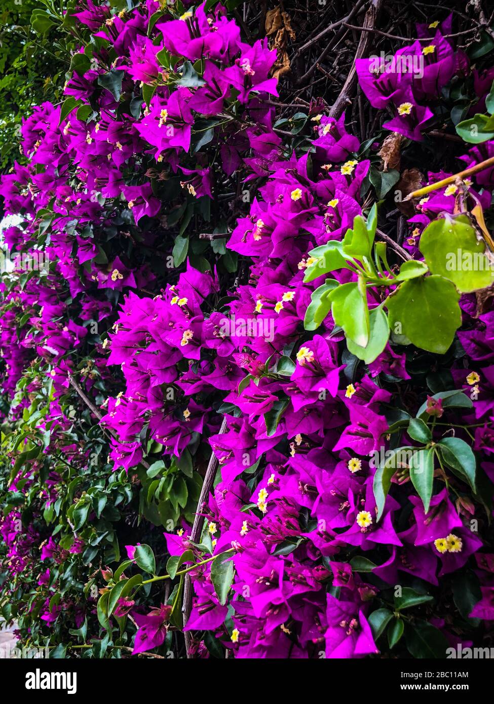 natural flowers close up view Stock Photo - Alamy