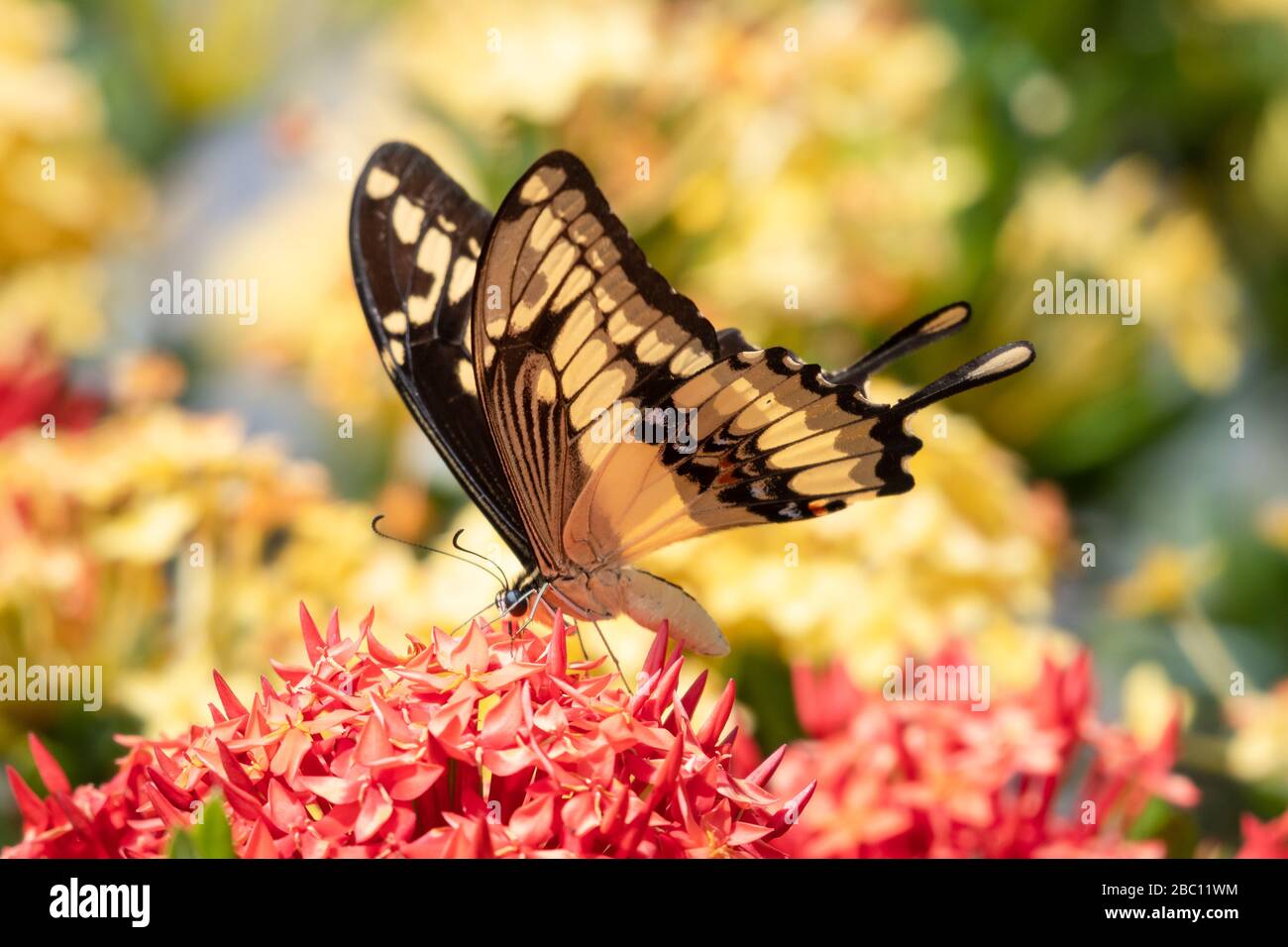 Ixora hedge hi-res stock photography and images - Alamy