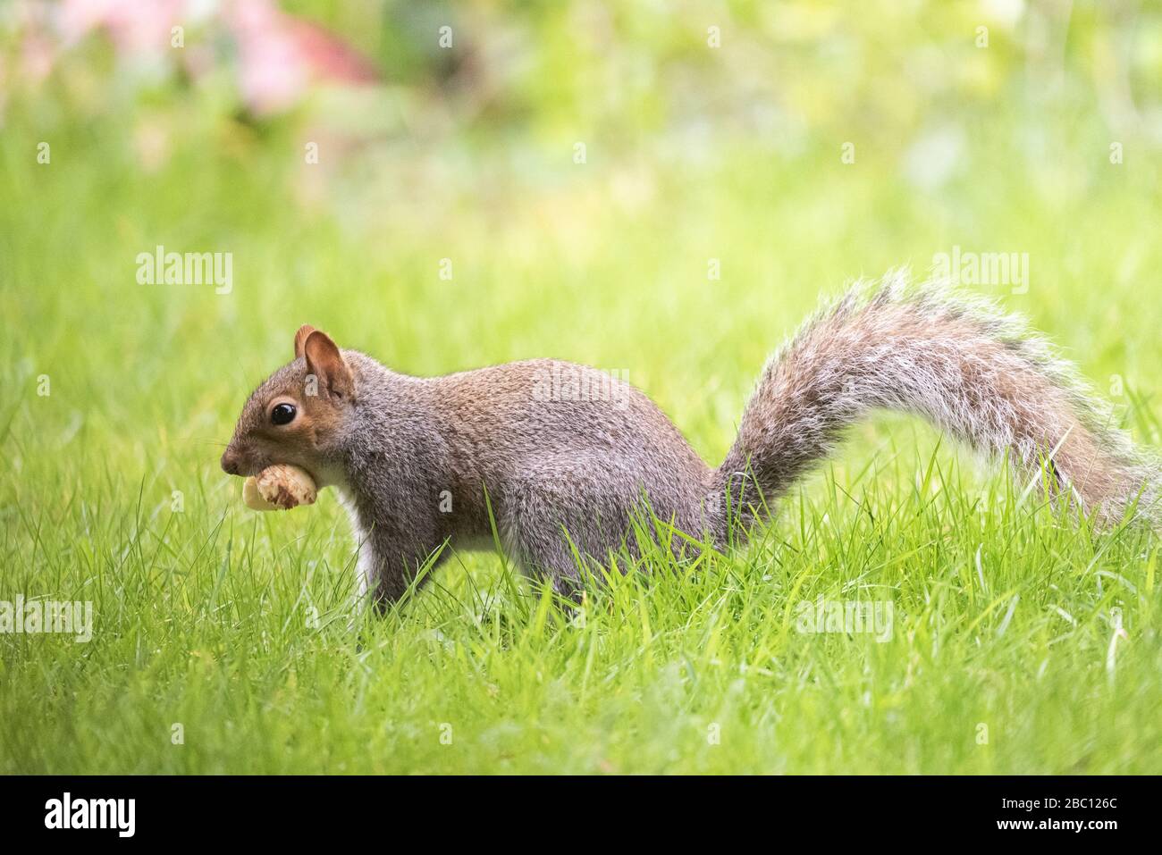 Hibernating squirrel hi-res stock photography and images - Alamy