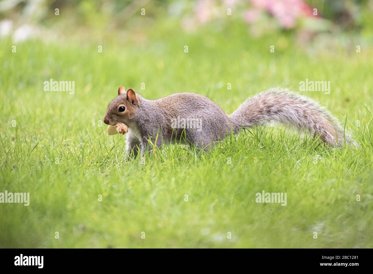 Hibernating squirrel hi-res stock photography and images - Alamy