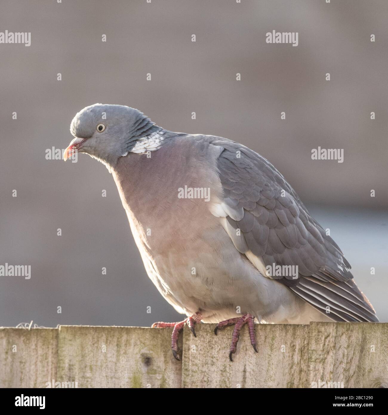 UK Wildlife - pigeon in a UK garden - Towcester, Northamptonshire, UK ...