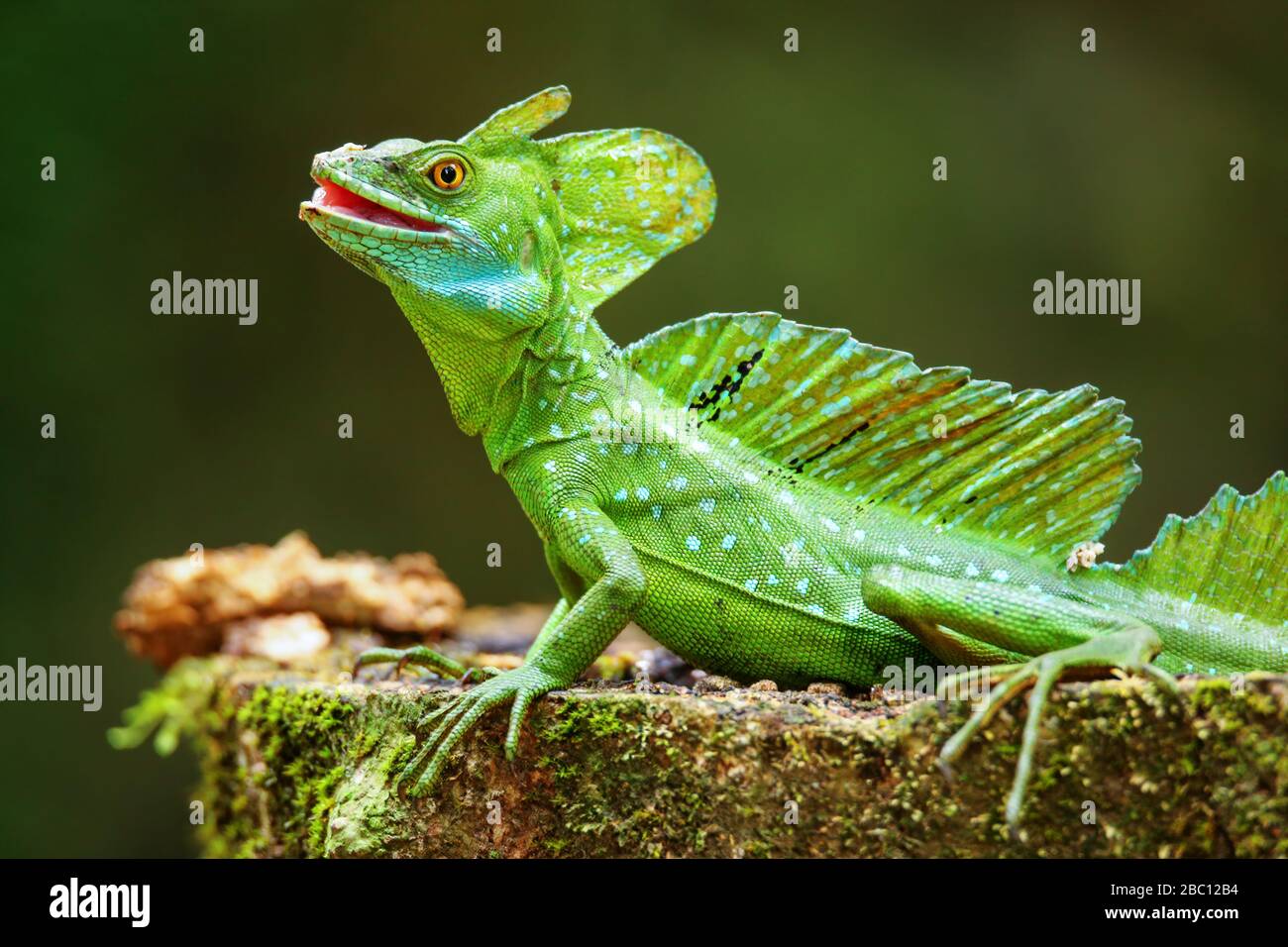 Animal basilisk hi-res stock photography and images - Alamy