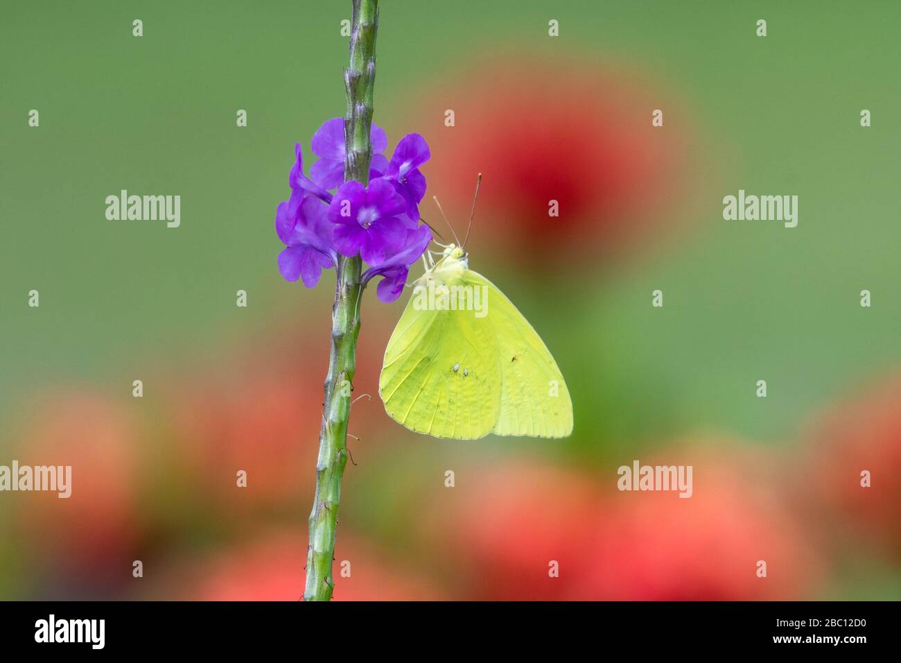 Butterflies of trinidad and tobago hi-res stock photography and images ...