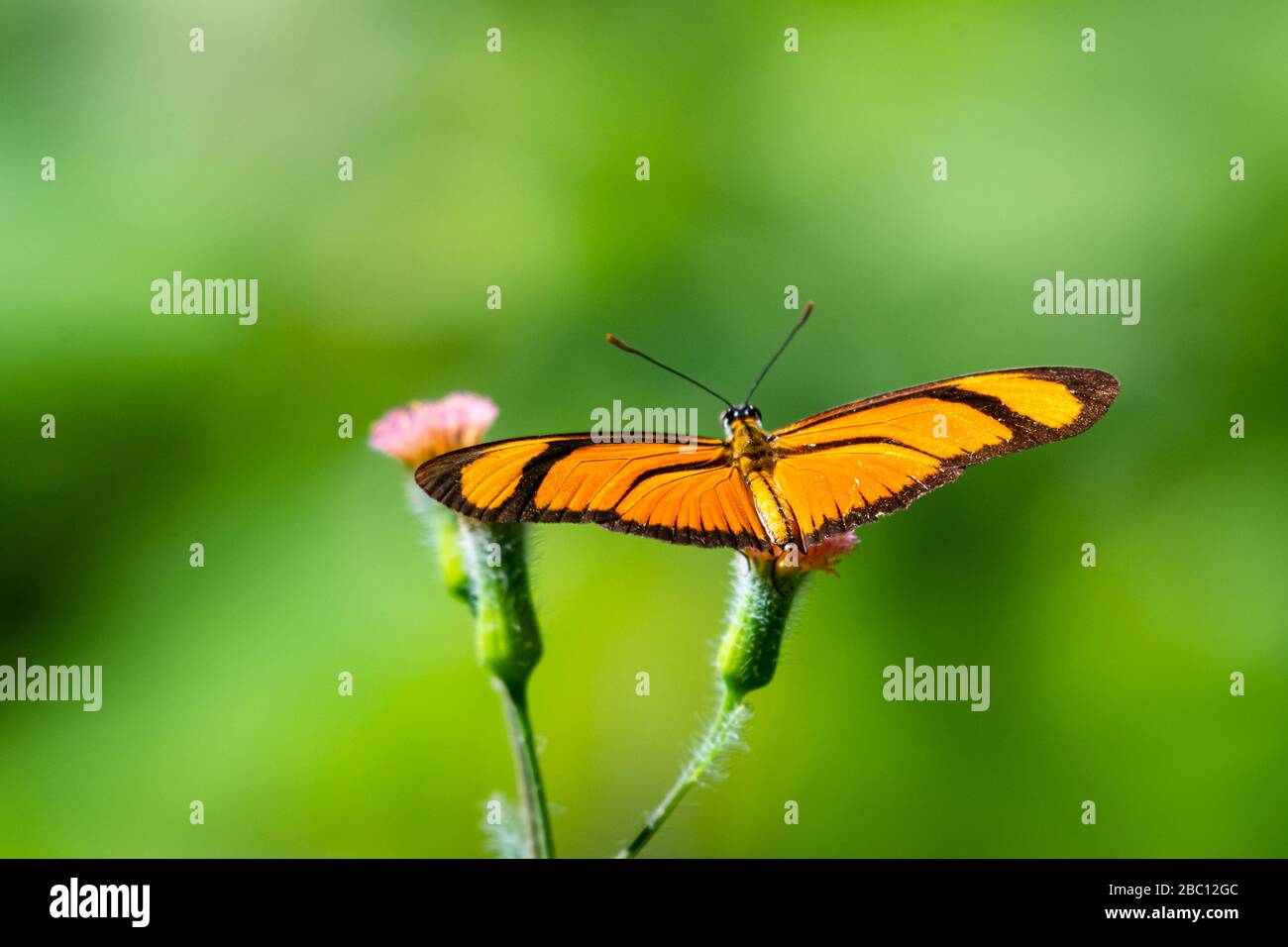 Butterflies of trinidad and tobago hi-res stock photography and images ...