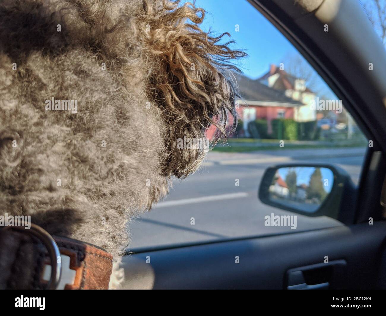 Back of a young fluffy poodle dog inside a car looking out to the ...
